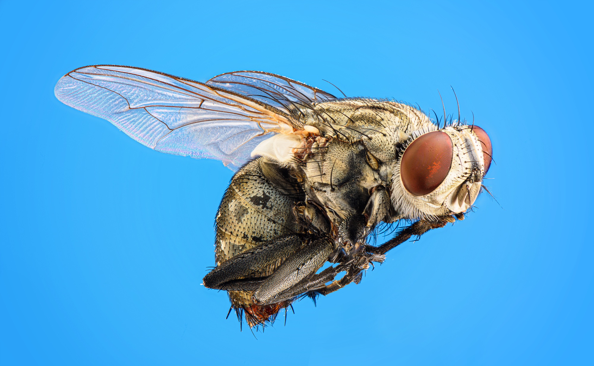 Comment se débarrasser efficacement des mouches à la maison - Oranais